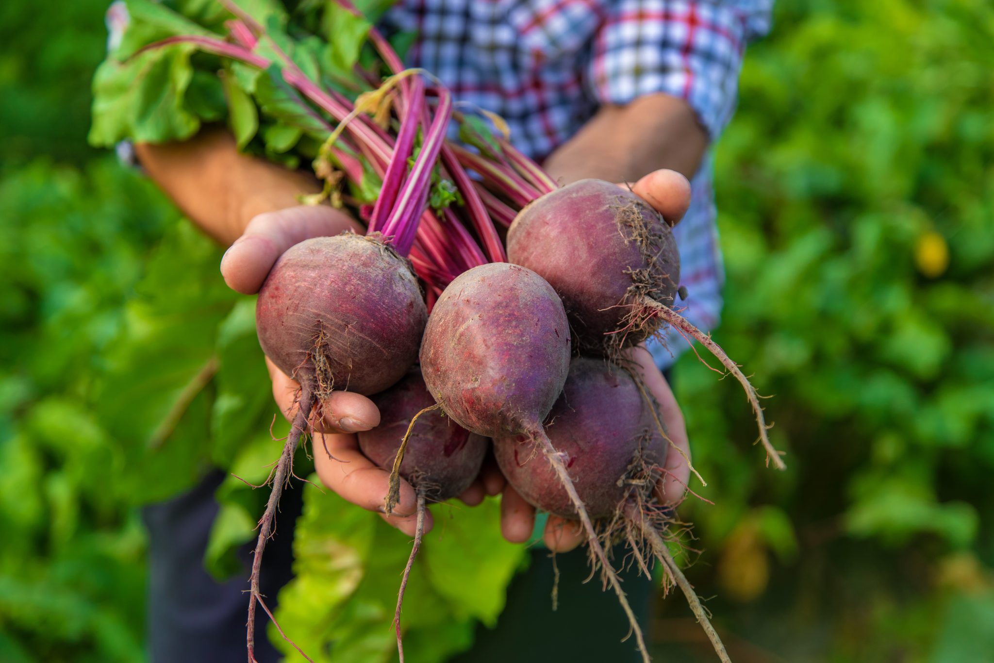 El Betabel: Un tesoro bajo la tierra – Entorno Agricultor